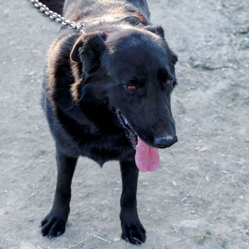 Большой пес - охранник в поисках своей семьи