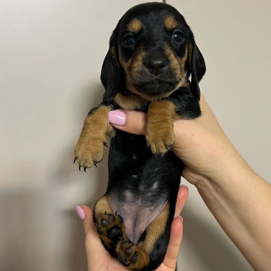 Такса, щенок