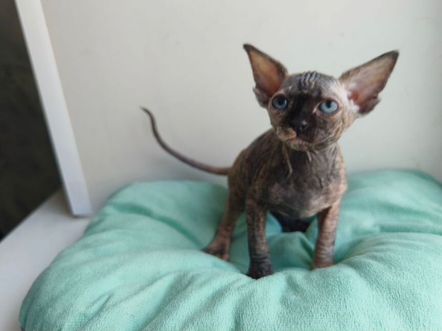 Канадский сфинкс