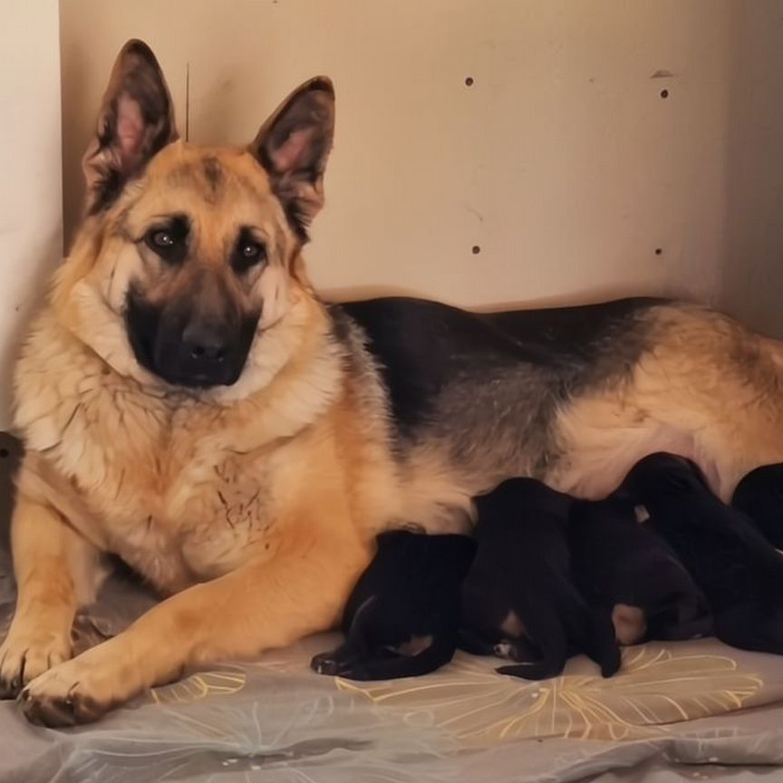 Немецкая овчарка, щенок