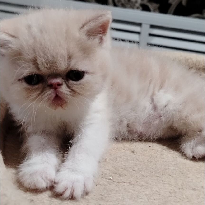 Экзотические короткошерстные котята