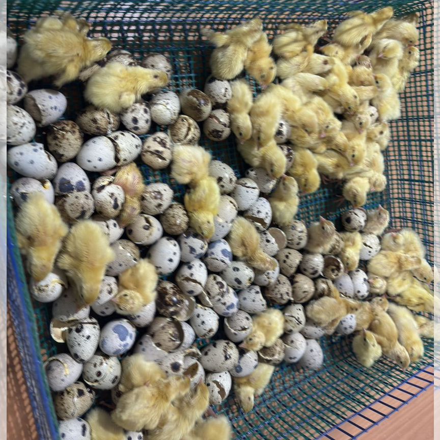 Перепела, цыплята на корм животным