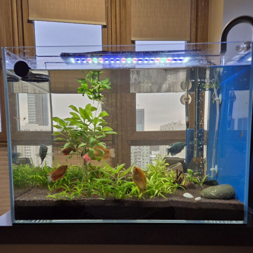 Аквариум с рыбками