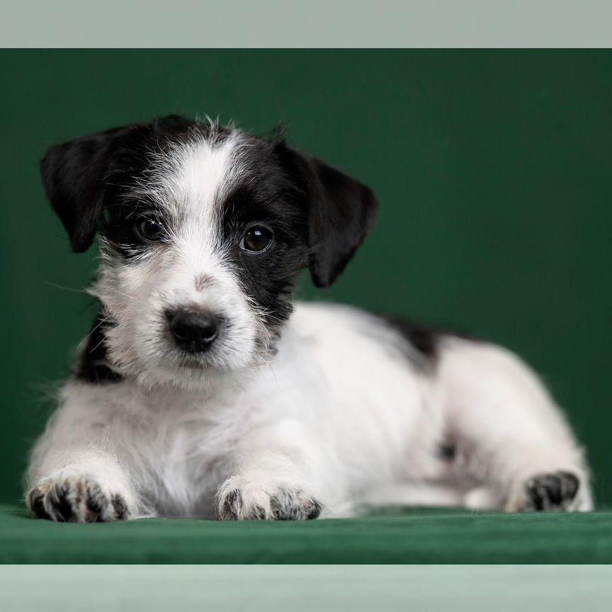 Джек-рассел-терьер, щенок