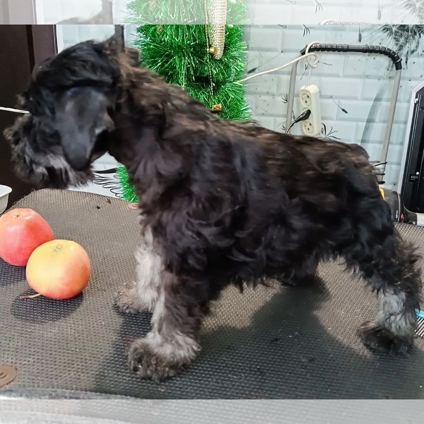 Красавчик черный с серебром цвергшнауцер