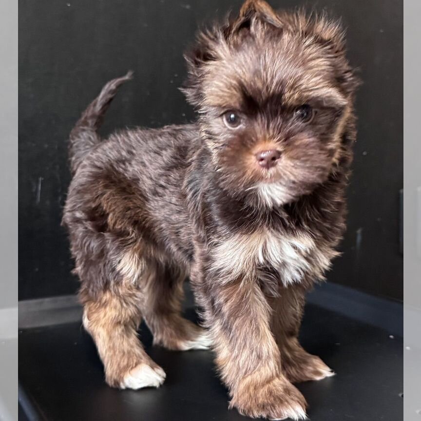 Йоркширский терьер, щенок