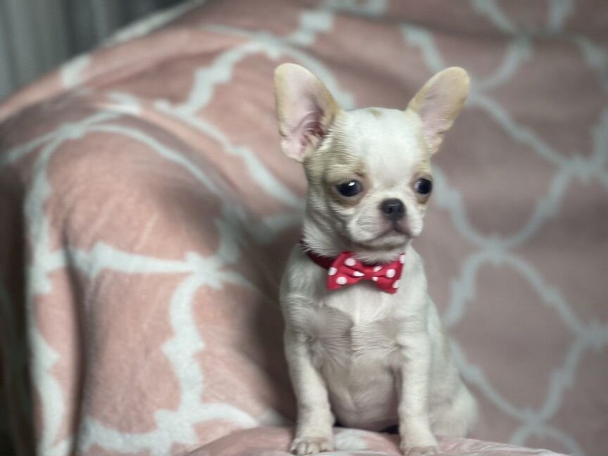 Кремовая девочка Чихуахуа