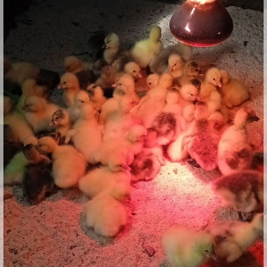 Гусята суточные и подрощенные