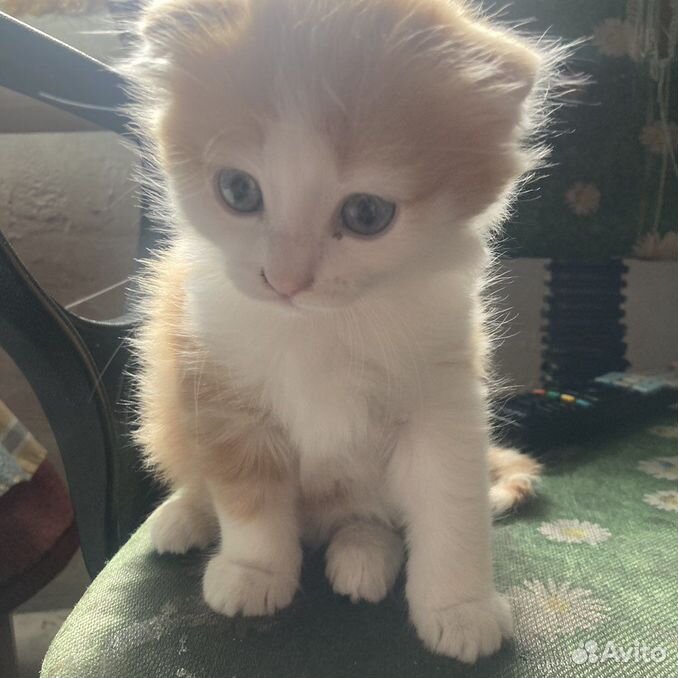 Шотланский вислоухий котик
