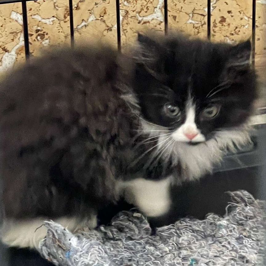 Пушистая кроха выживала под кучей мусора