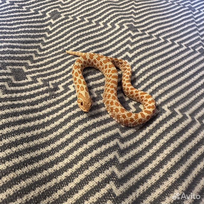 Самка свиноносого ужа