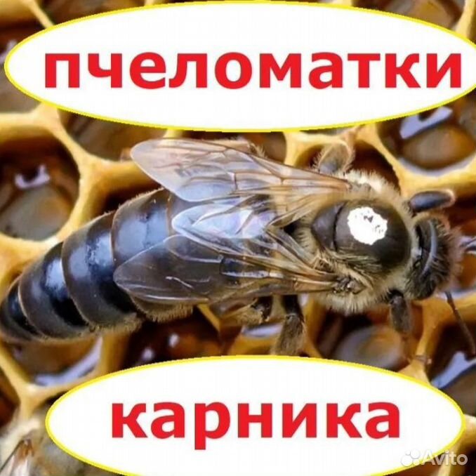 Пчелы матки