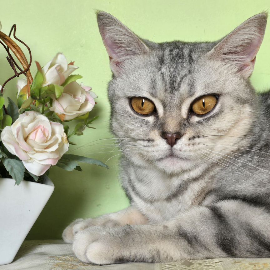 Кошечка в добрые руки