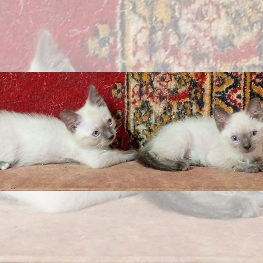 Сиамский котёнок