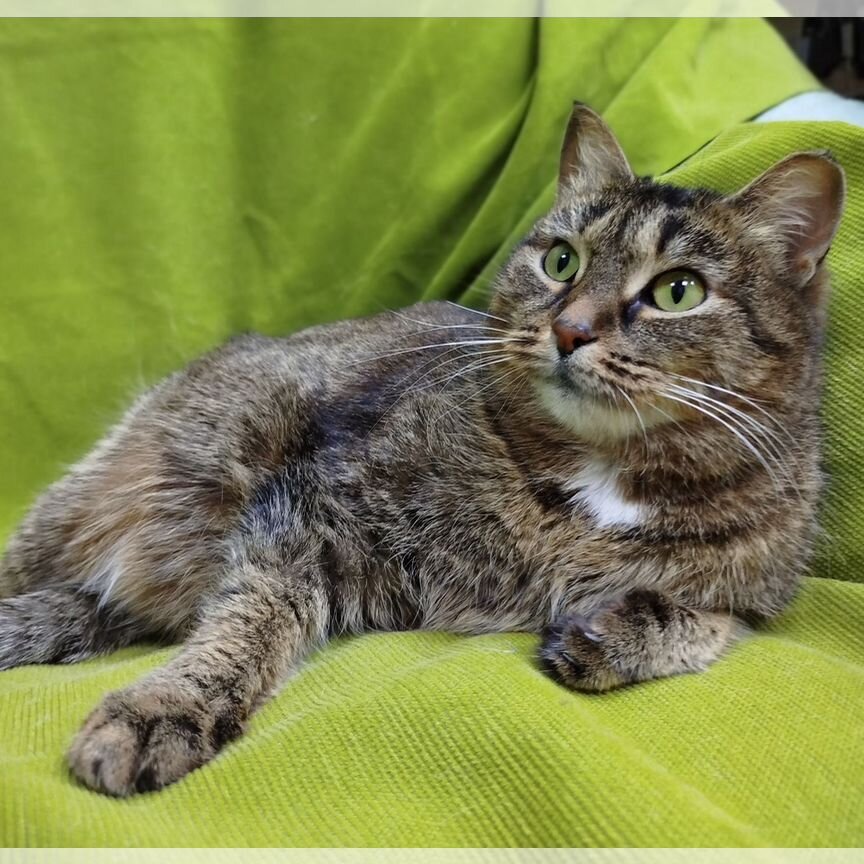 В добрые руки