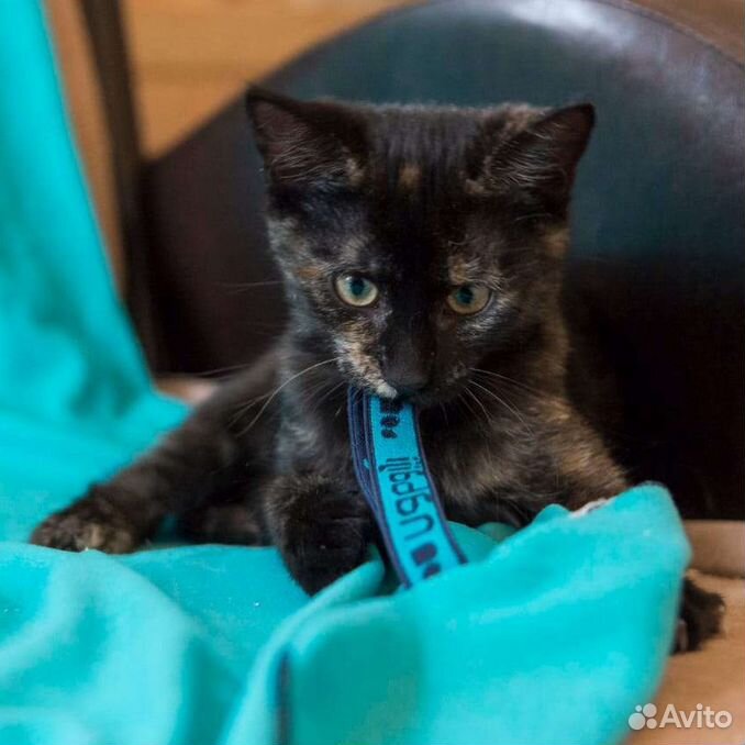 Котенок ласкушка ищет дом бесплатно