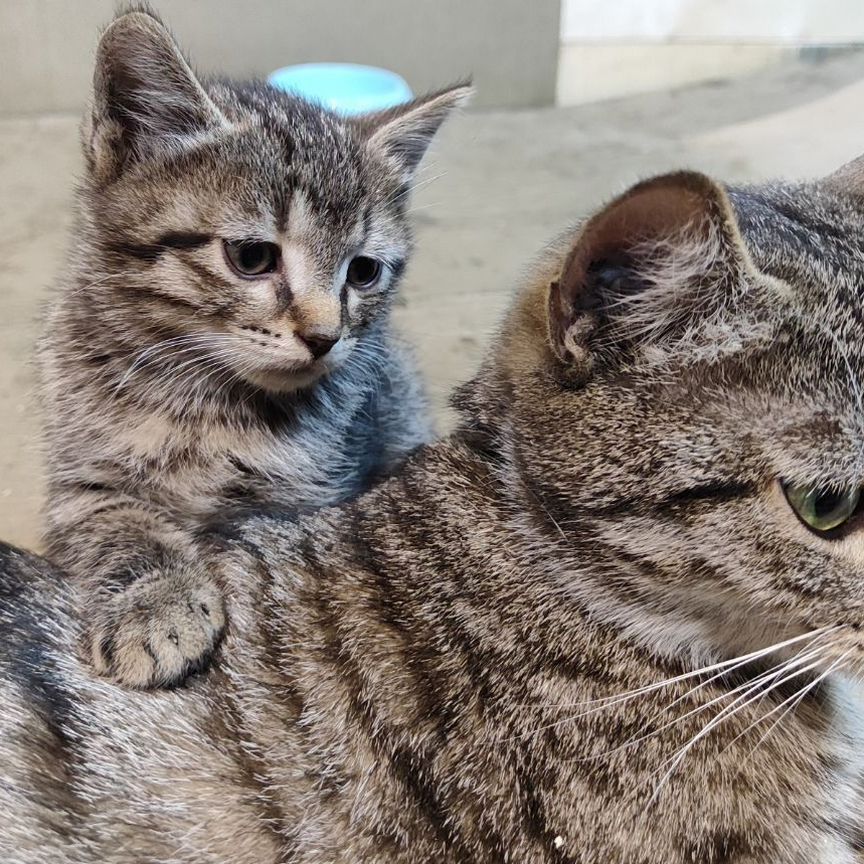 Котёнок