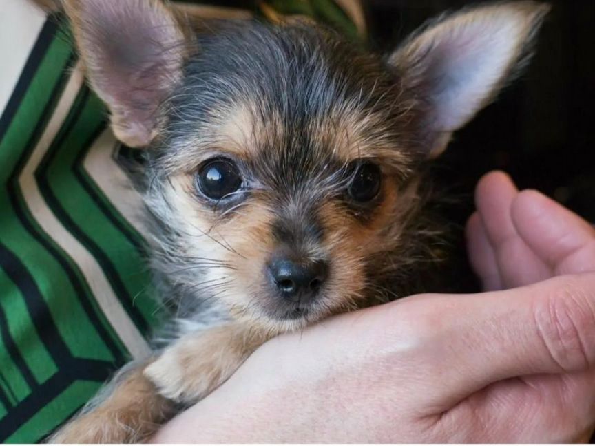 Маленький Йорк