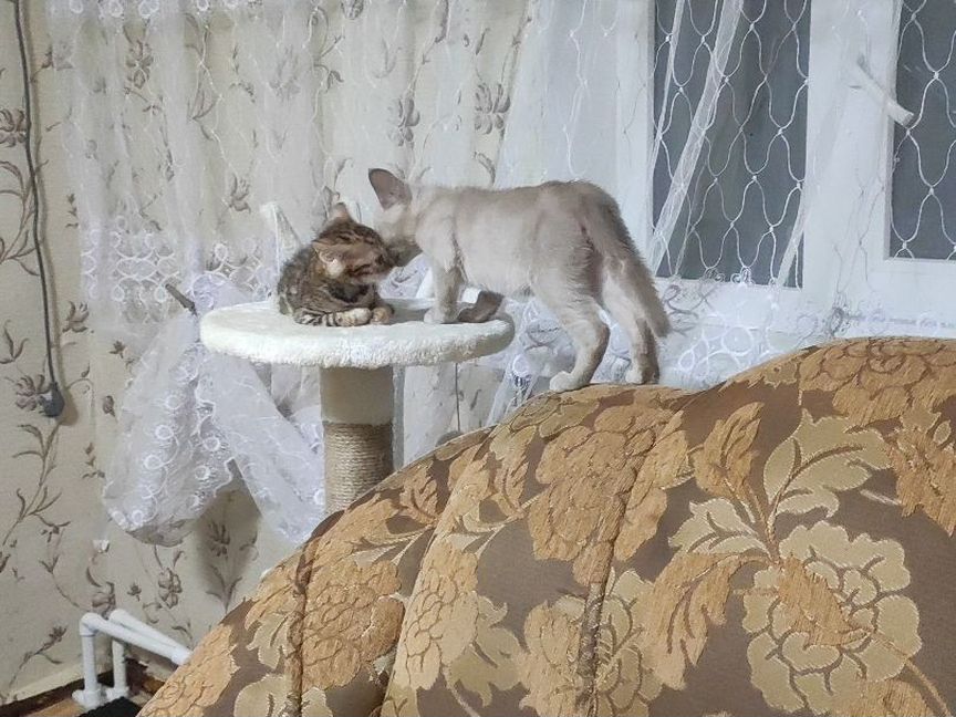 Бурманские малыши лилового окраса