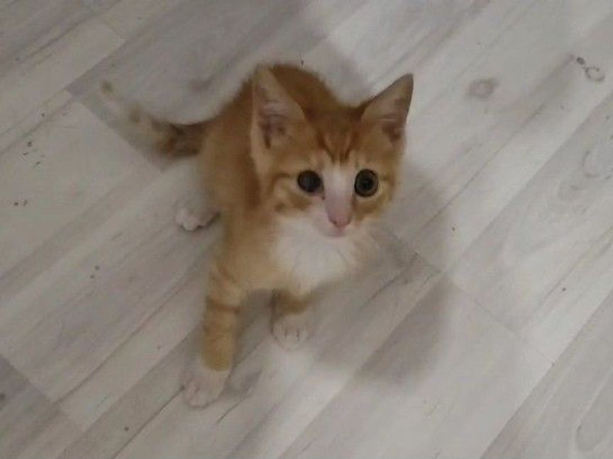 Котенок солнышко 2 мес. Ищет дом