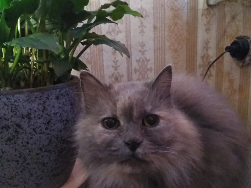 Спасеная от гибели персидский кошечка,дымчатая кош