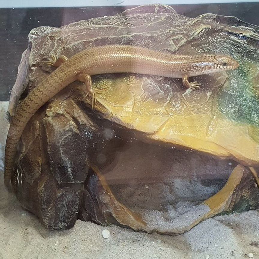 Глазчатый хальцид