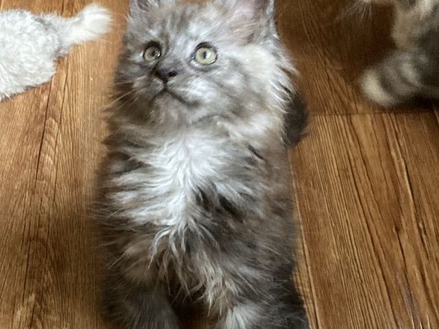 Котята мейн-кун