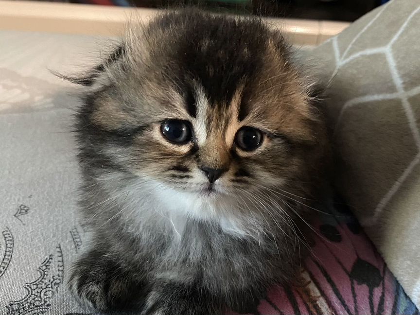 Шотландская вислоухая кошка