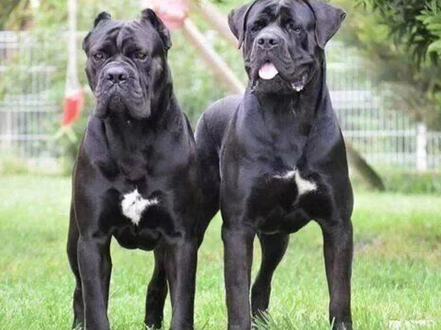 Кане Корсо Неподкупен