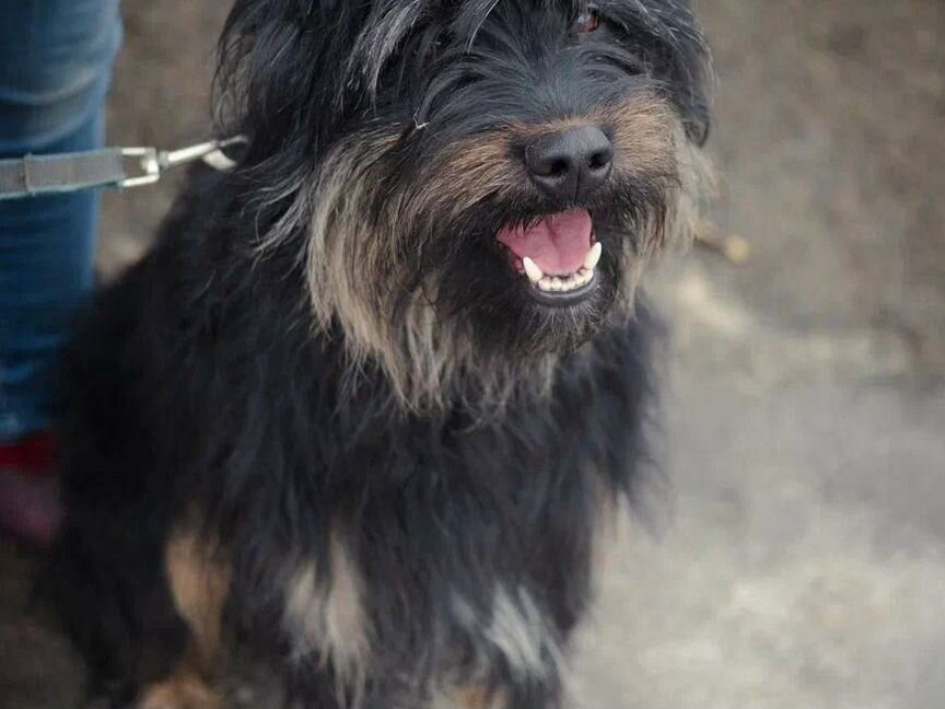 Собака Джек в добрые руки