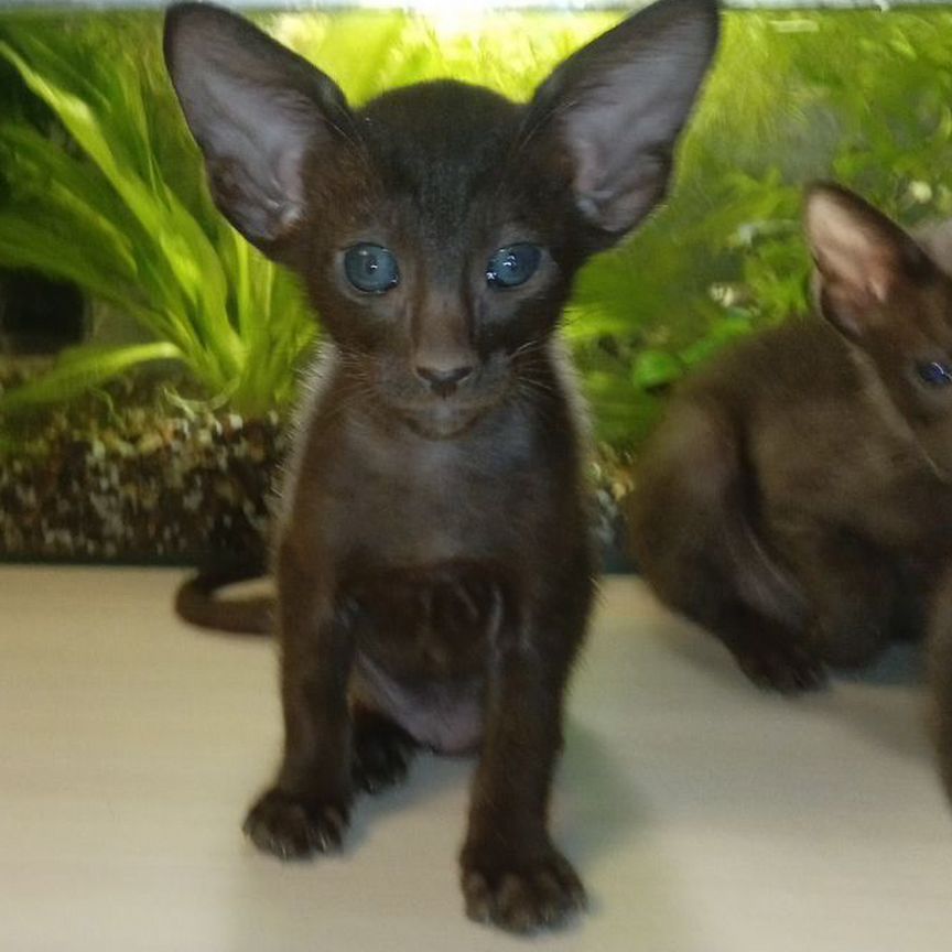 Ориентальный котёнок