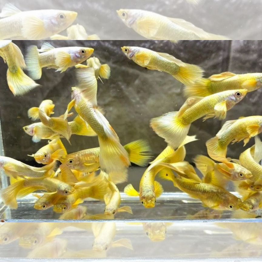 Гуппи fish full gold чистая линия