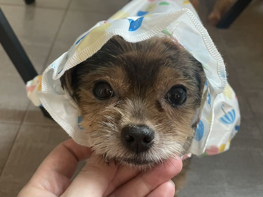 Дождевики, комбинезоны, плащ для маленьких собак