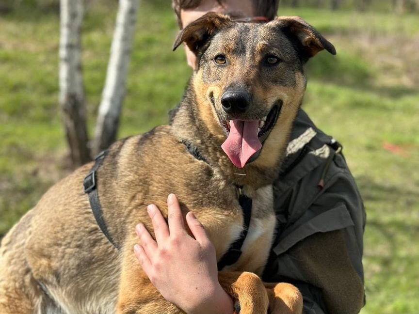 Собака в добрые руки