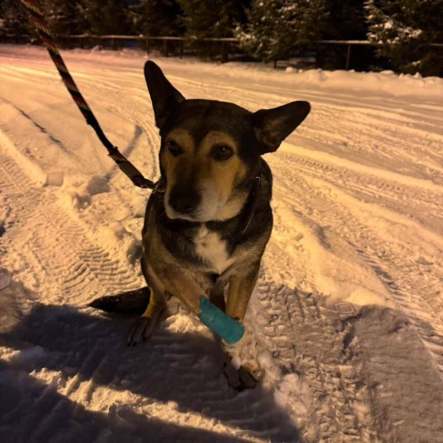 Пёс из зоны сво