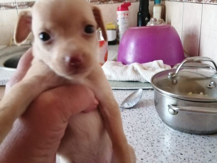 Щенки пинчера