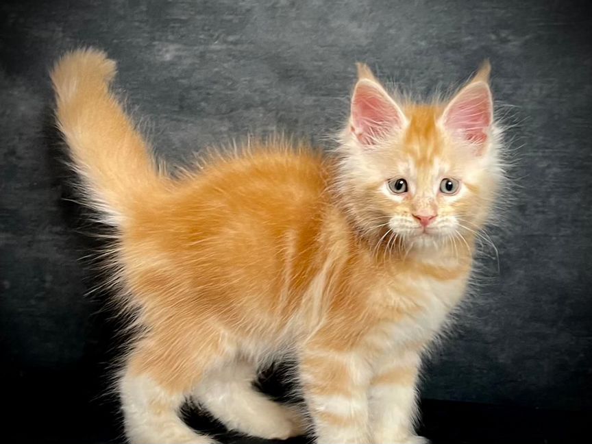 Котята мейн-кун рыжие мальчишки