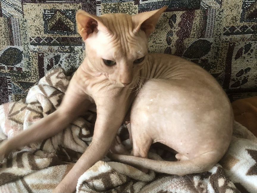 Донской сфинкс бесплатно