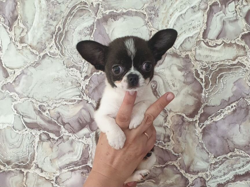 Курносая девочка Чихуахуа