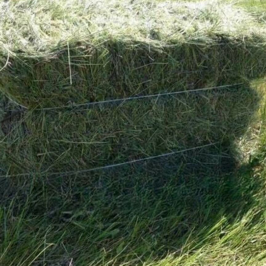 Продам сено в тюках