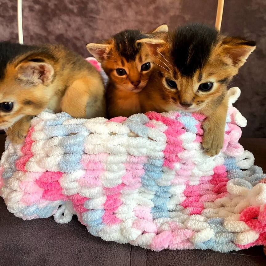 Абиссинский котёнок