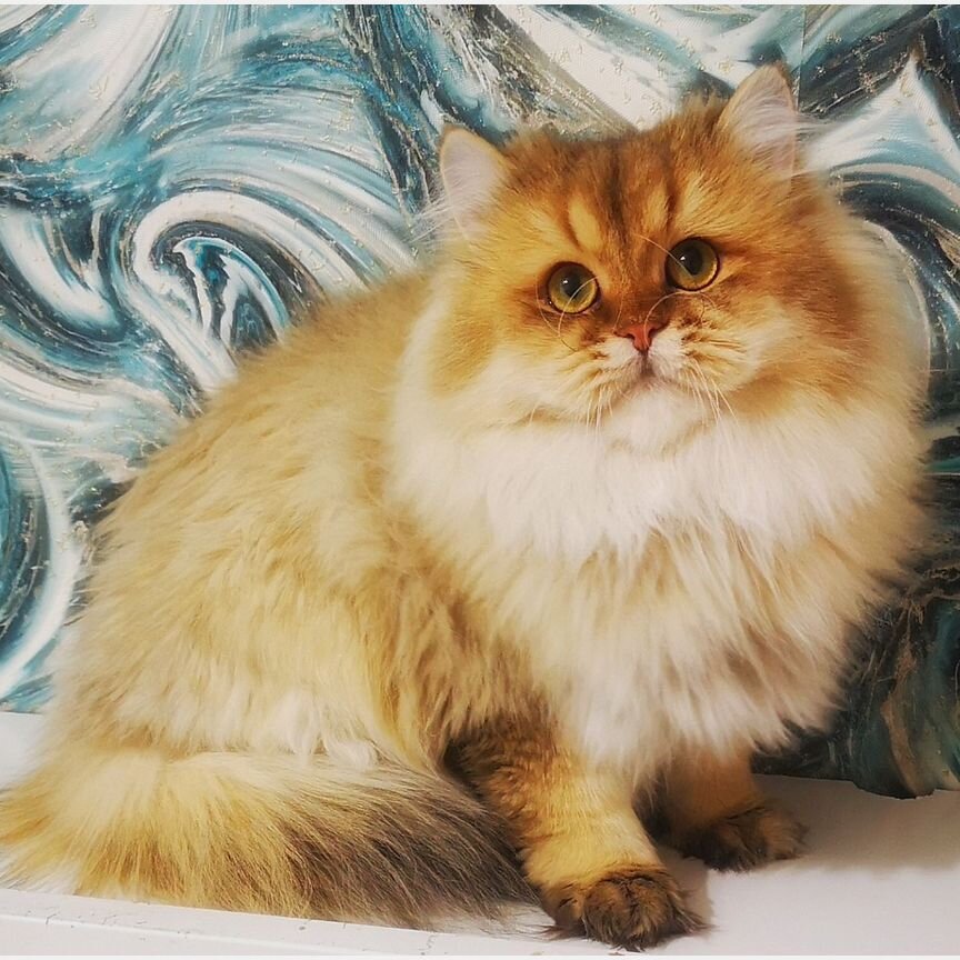 Британский чистокровный кот