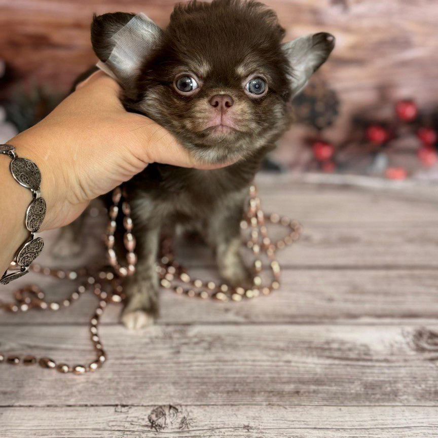 Чихуахуа, щенок