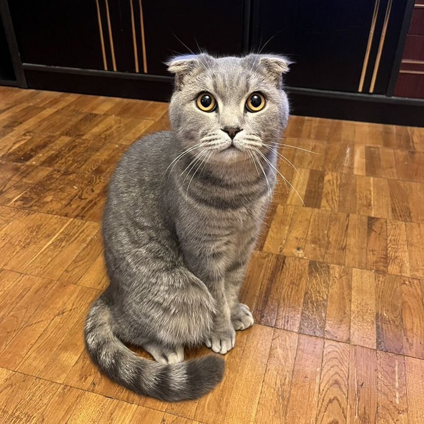 Шотландский вислоухий кот