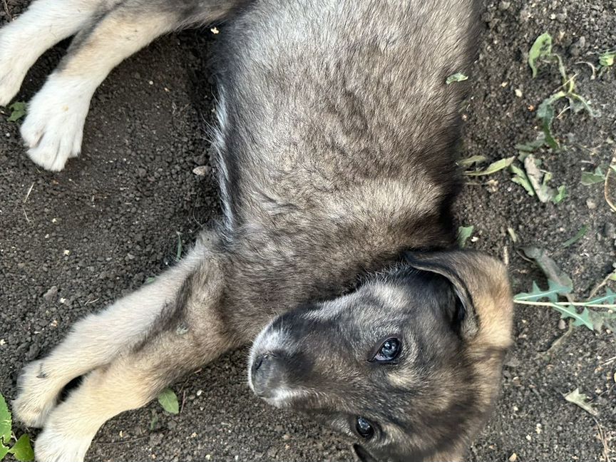 Собаки в добрые руки, девочки, примерно 3 месяца