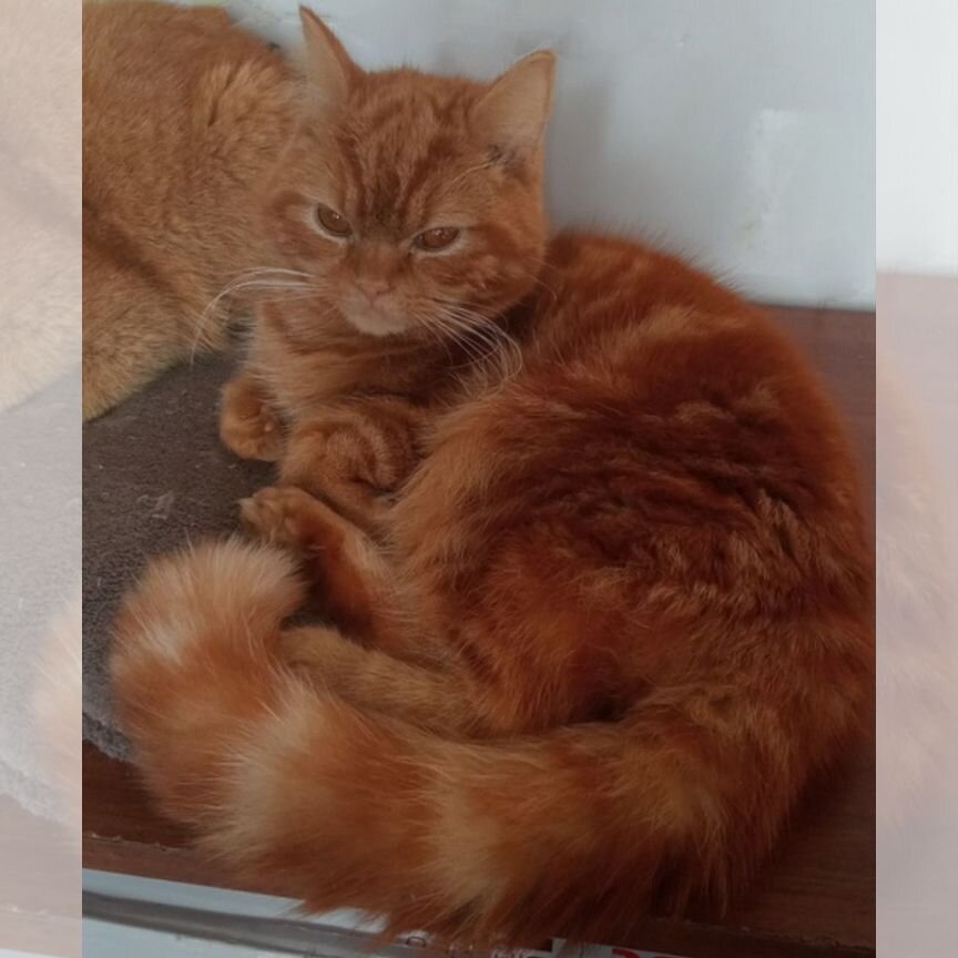 Британские мальчики