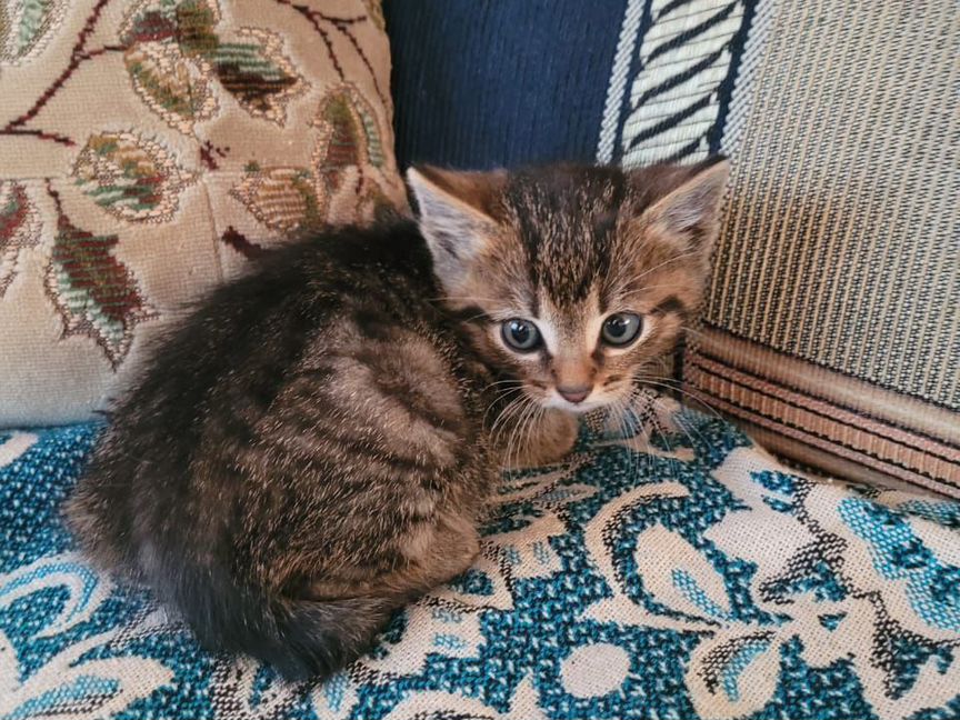 Котенок мальчик в добрые руки