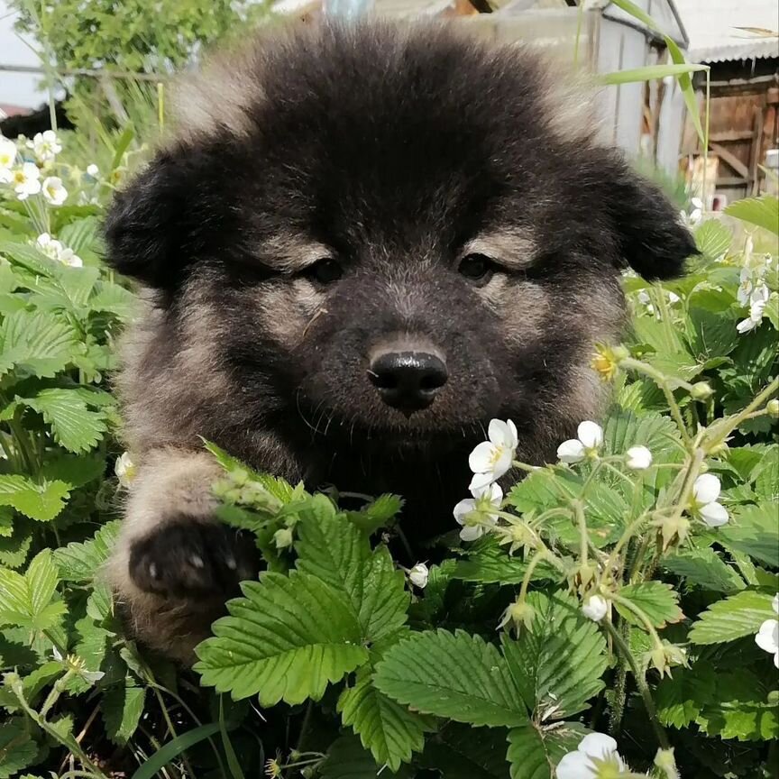 Вольфшпиц, щенок