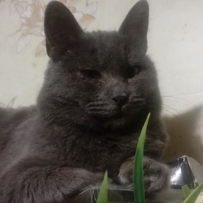 Отдам кота барса