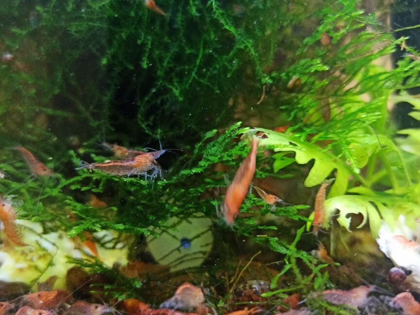Креветки